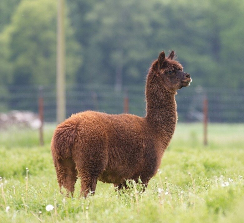 An antibody from alpaca can prevent coronavirus infection – Trust in ...